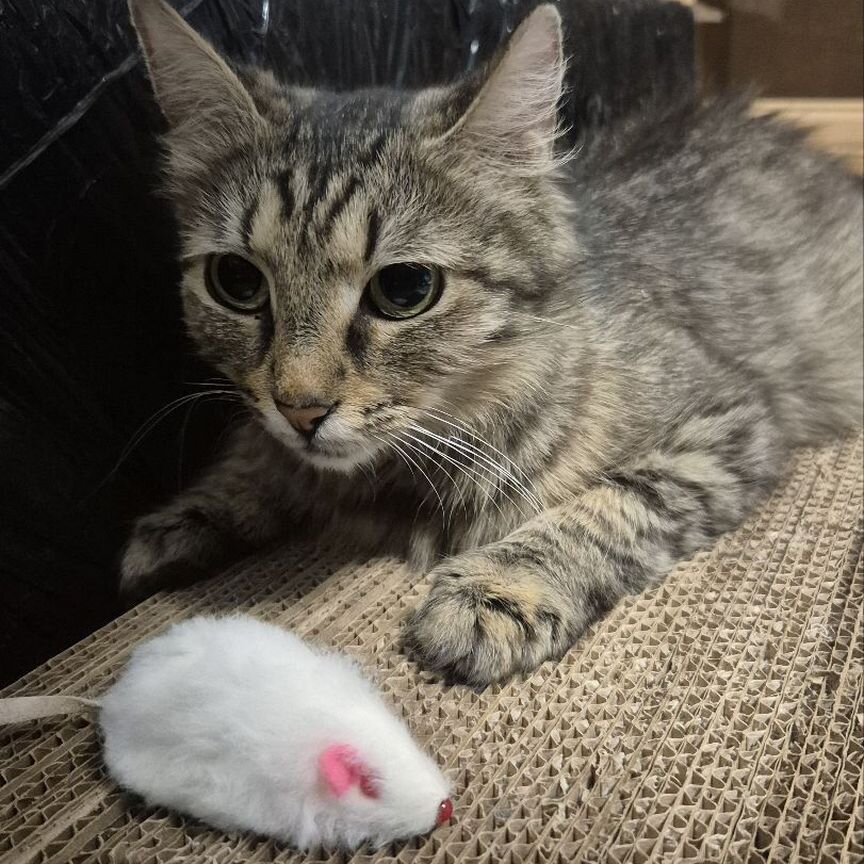 Кошки в добрые руки бесплатно