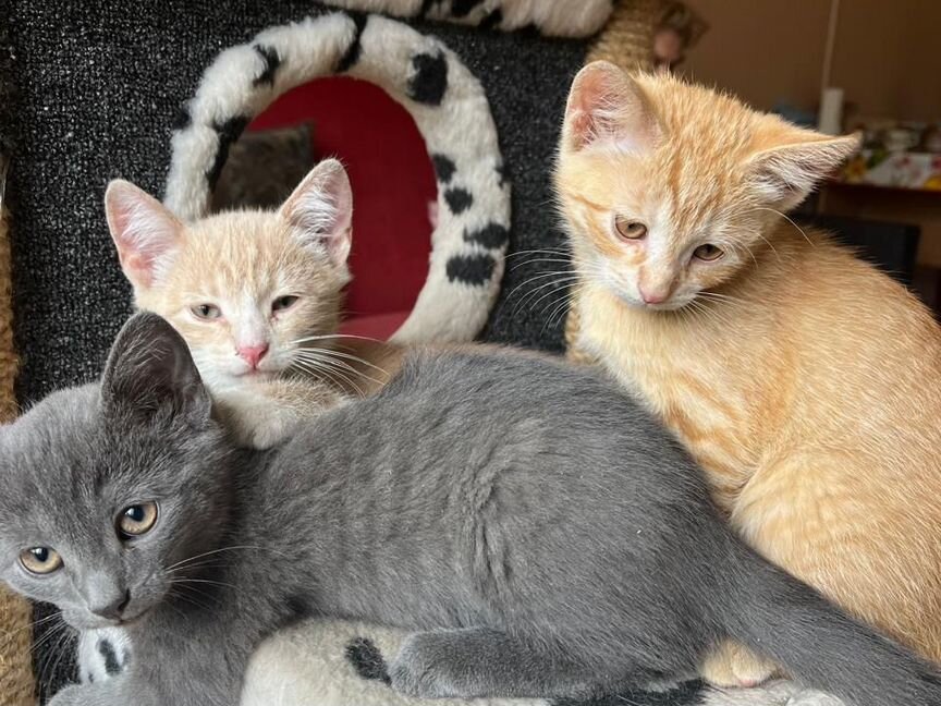 Котята в добрые руки