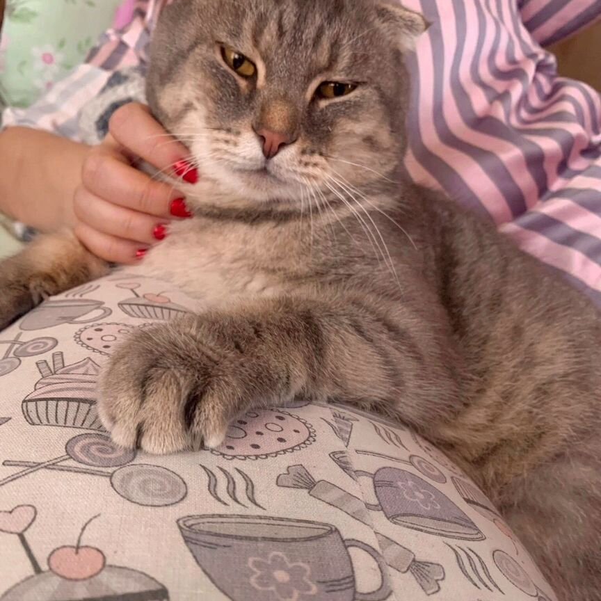 Кот Василий