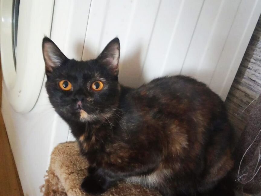 Шотландская кошка