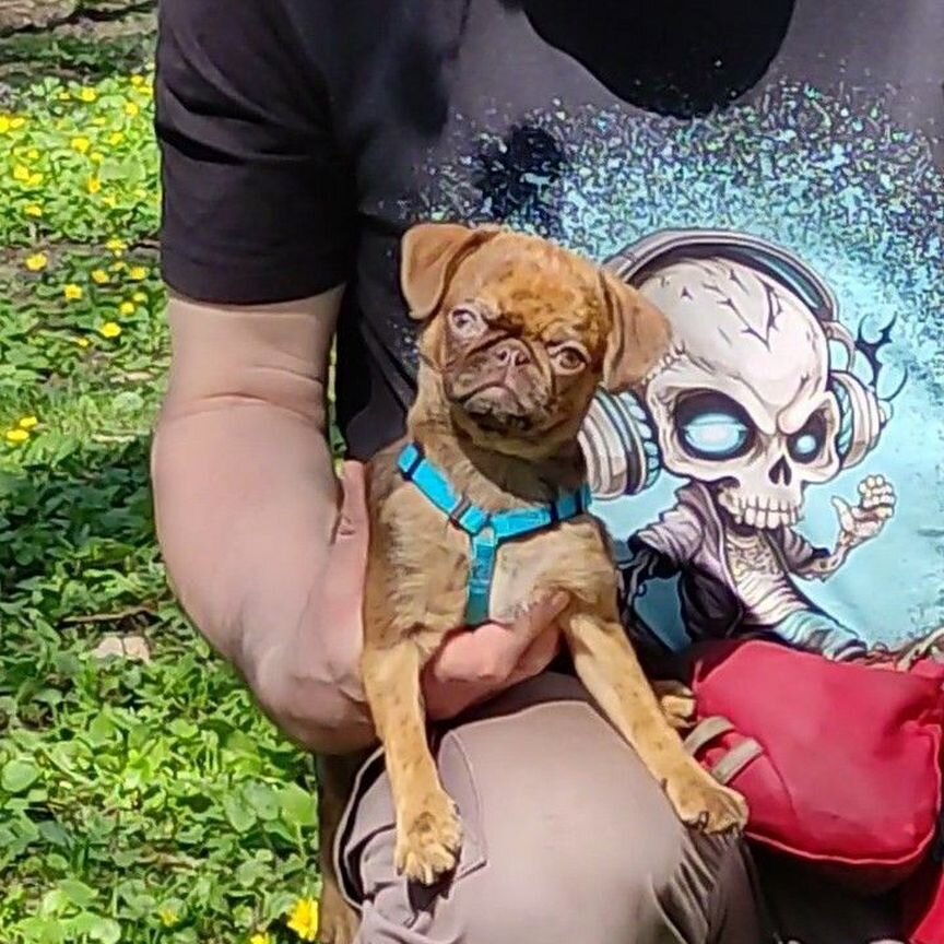 Шоколадный мрамор