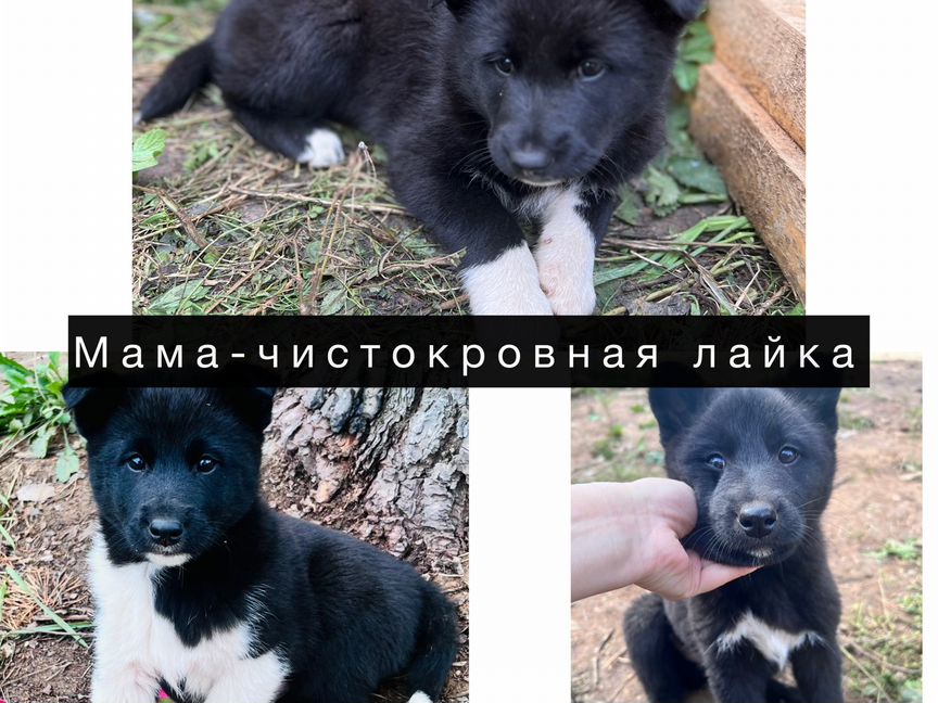 Щенки в добрые руки