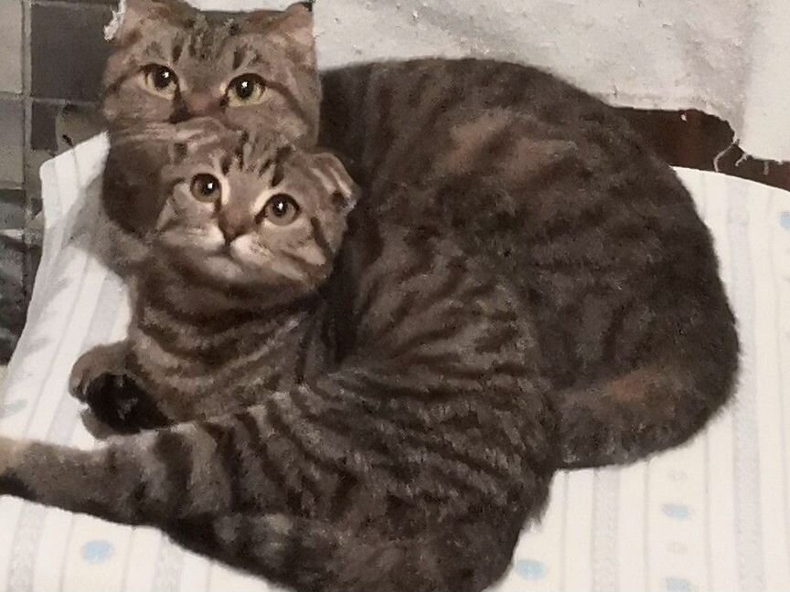 Отдам бесплатно британского котика