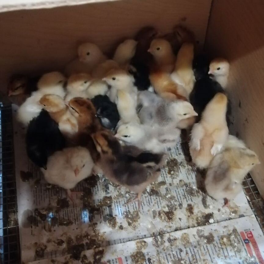 Цыплята несушки