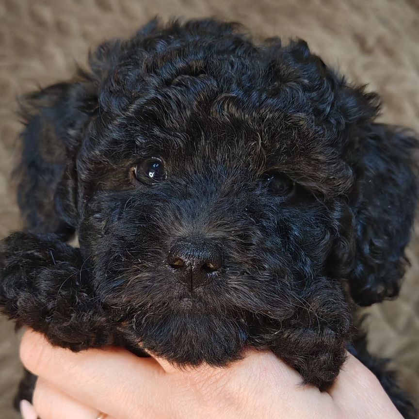 Той-пудель, щенок