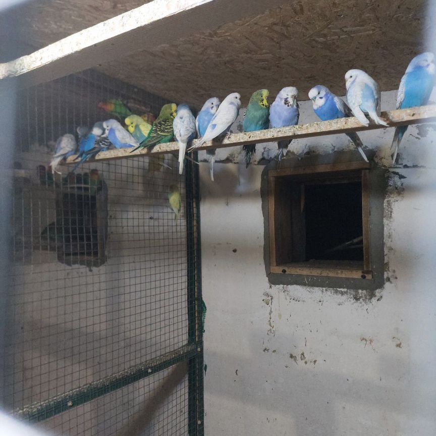 Попугаи получехи