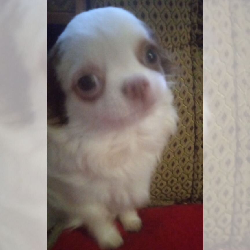 Мальчик чихуахуа с док-ми, 8 мес