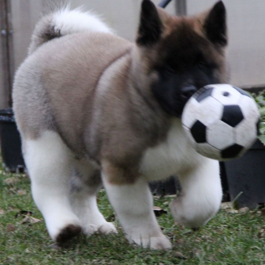 Американская акита, щенок