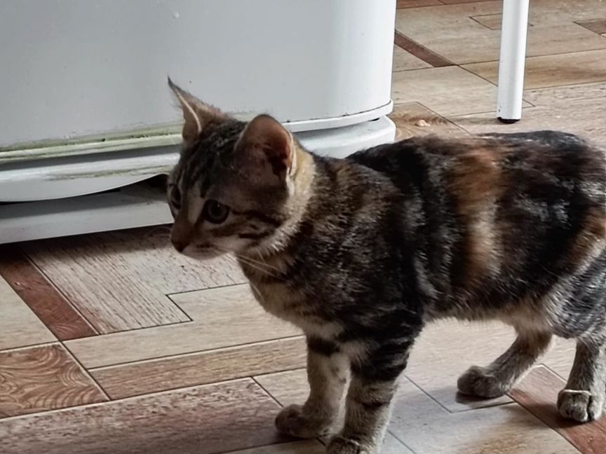 Отдам в добрые руки чудесных котят