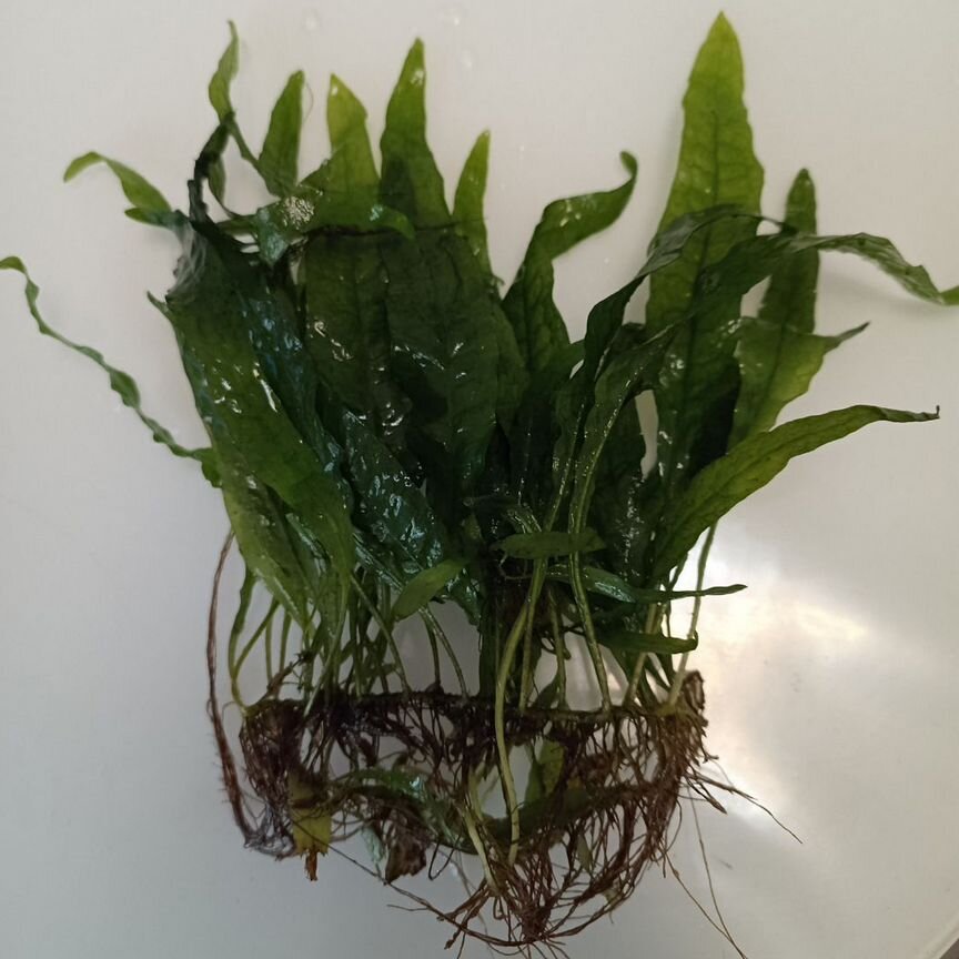 Папоротник таиландский в аквариум