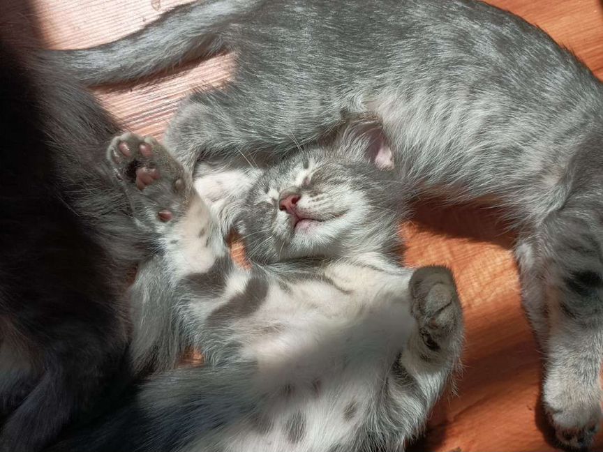 Кошки в добрые руки бесплатно