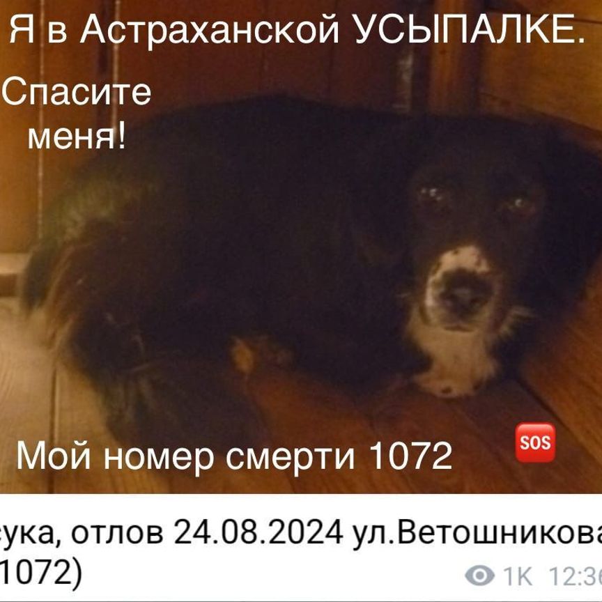 Собачка в усыпалке