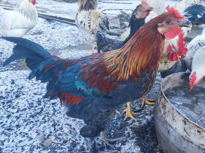 Молодые петухи