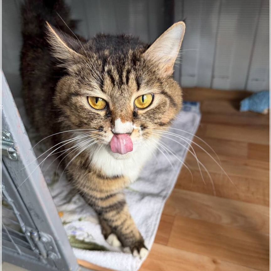 Курильский бобтейл короткошёрстный, взрослая кошка