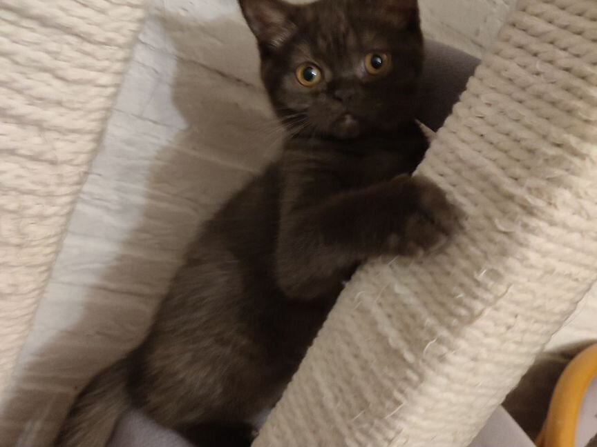 Шотландские прямоухие котята