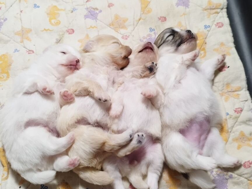 Померанский шпиц