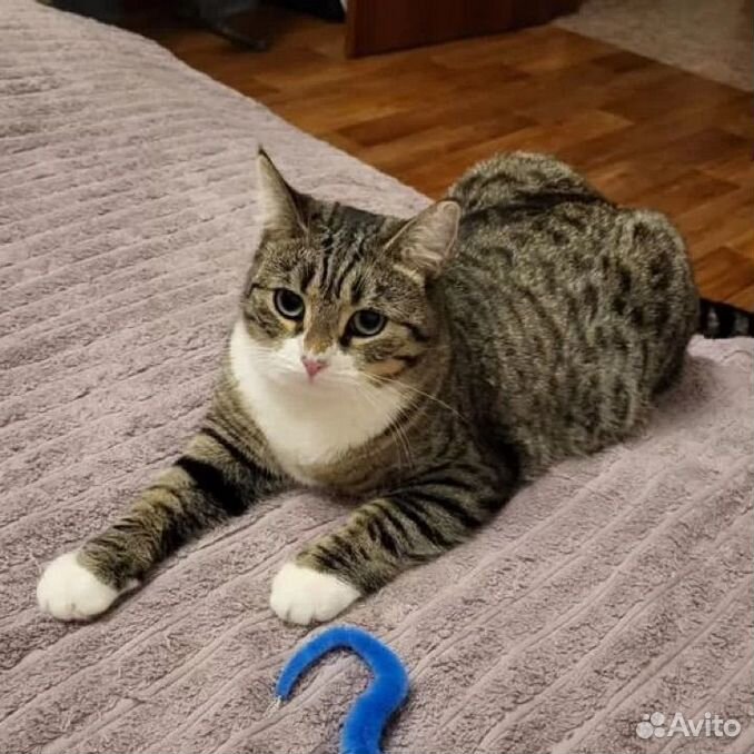 Хорошая квартирная кошка