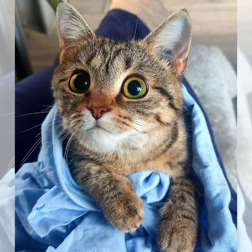 Кошечка Фейрэл в добрые руки