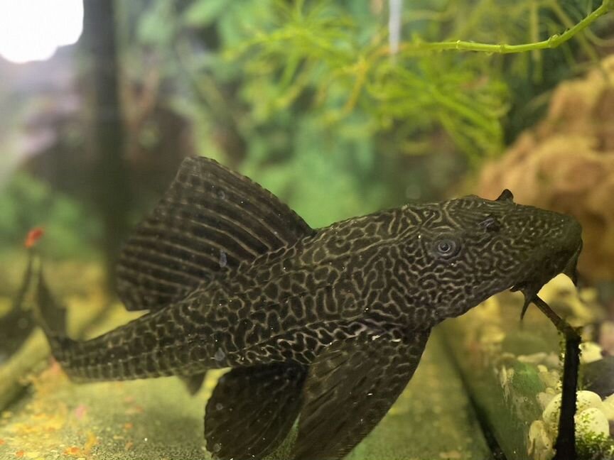 Сом плекостомус