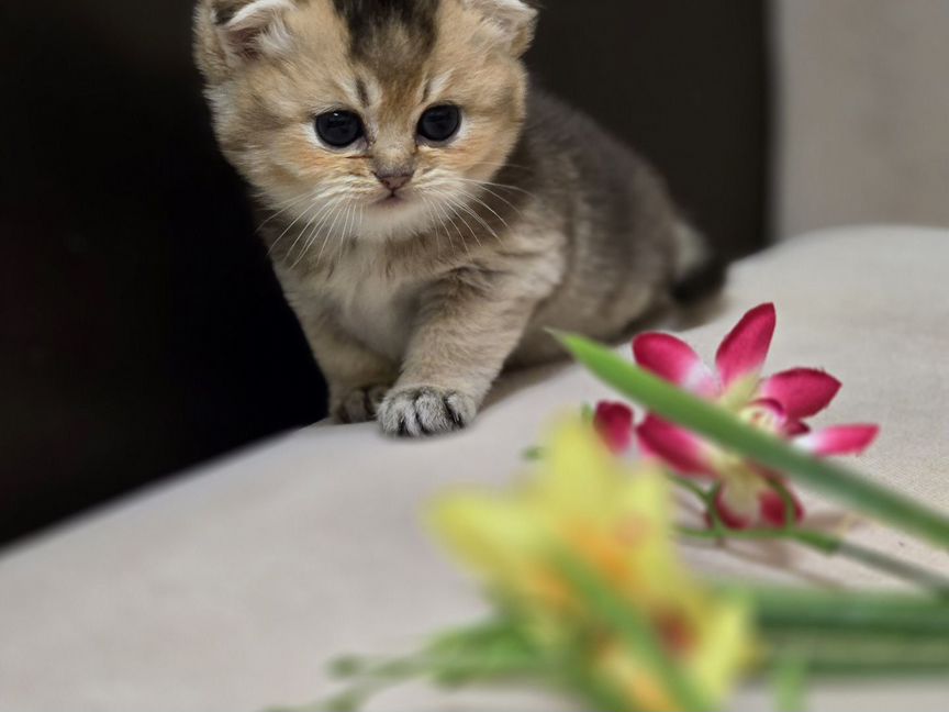 Шотландские котята