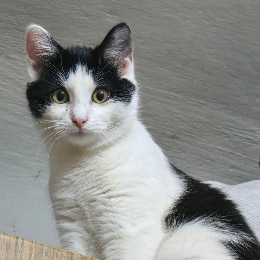 Котенок