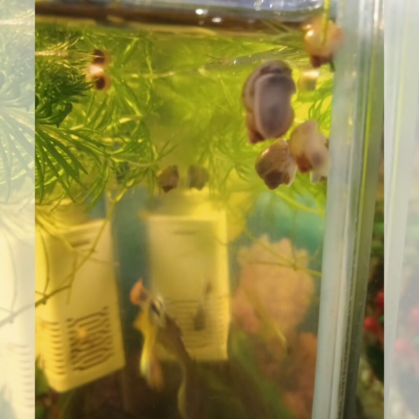 Улитки ампулярии,мелании