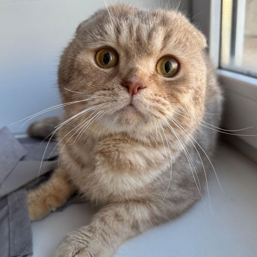 Шикарный котик