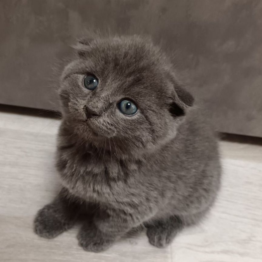 Шотландский вислоухий длинношёрстный котёнок