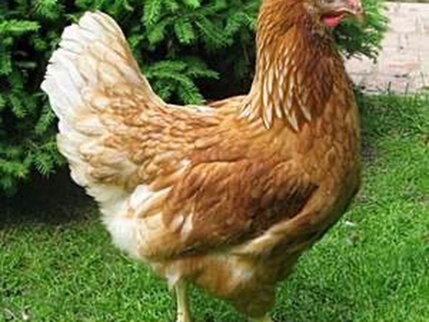 Куры несушки