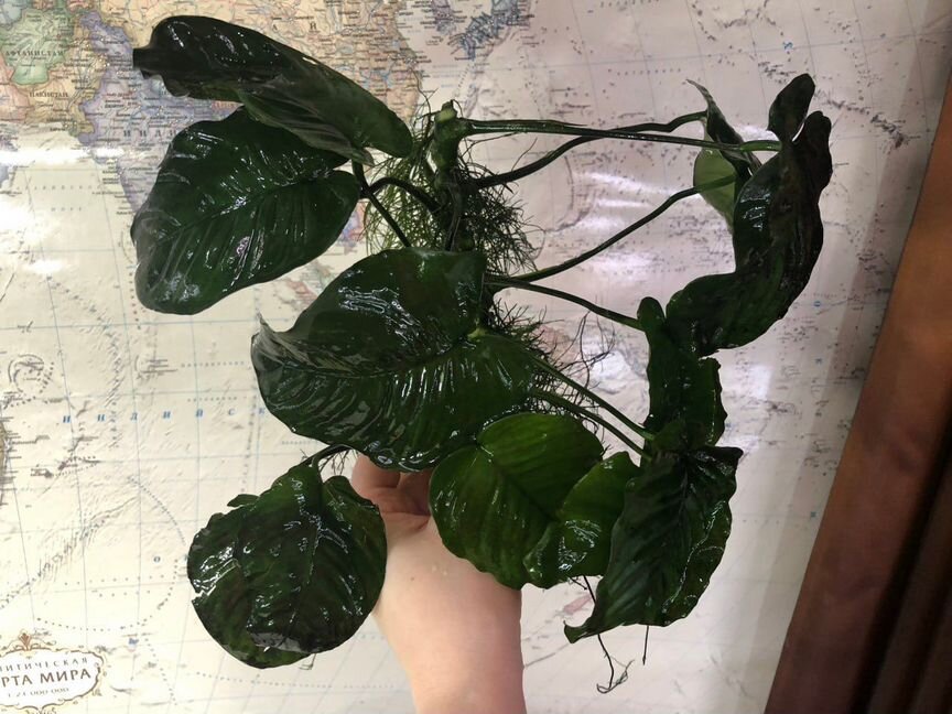 Анубиас в добрые руки