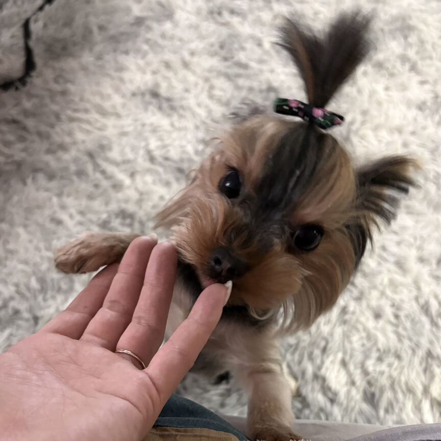 Йоркширский терьер, взрослая собака