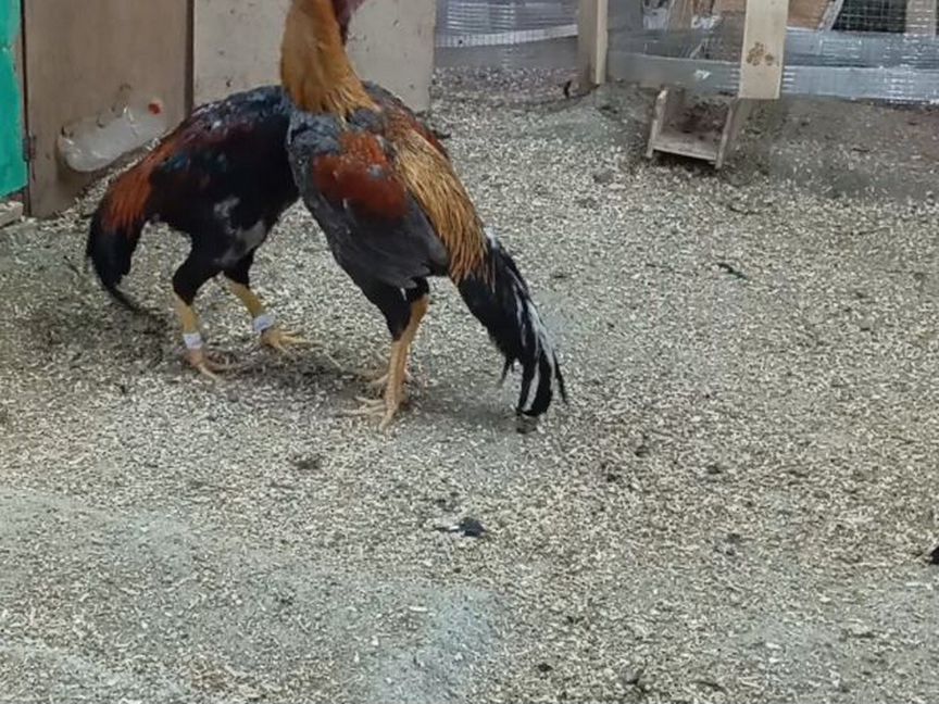 Бойцовая птица