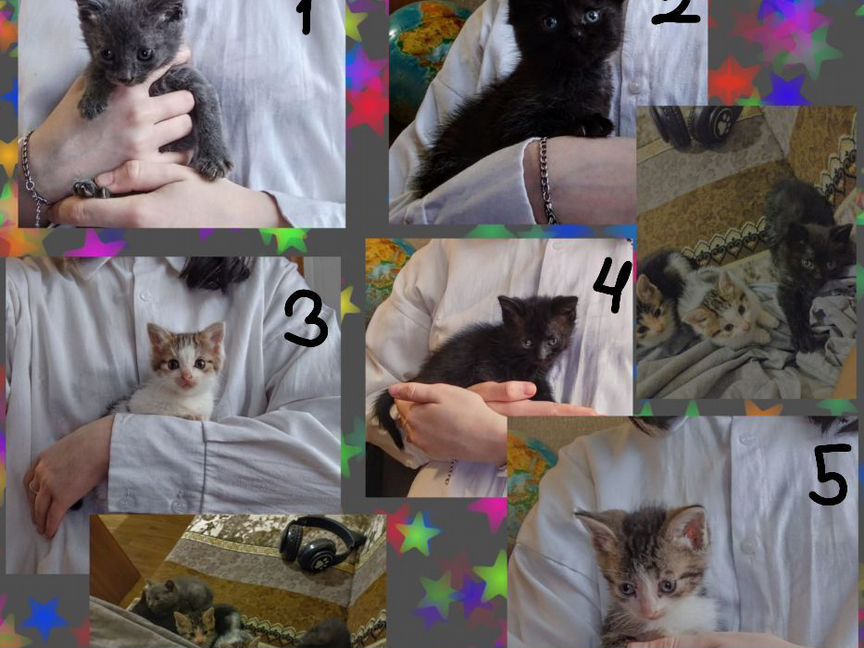 Котята в добрые руки 1 месяц