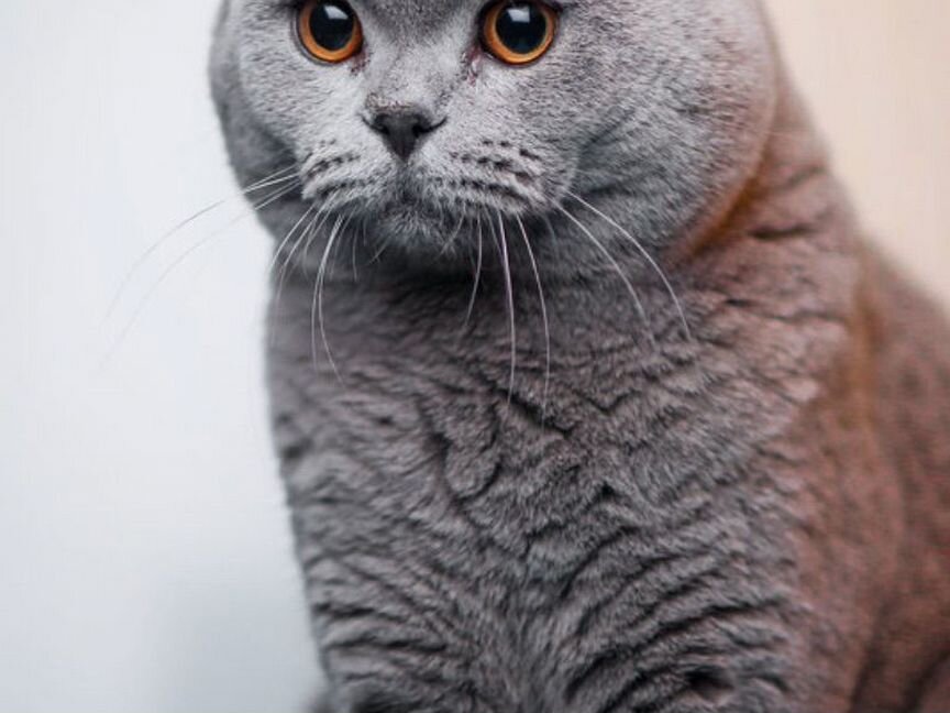 Шотландский вислоухий котенок