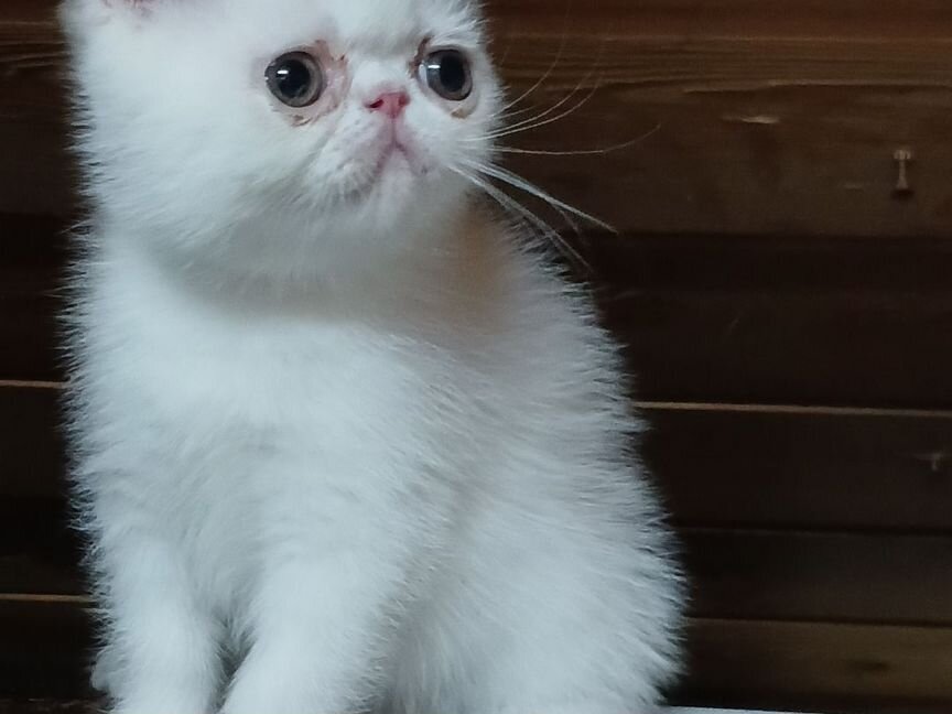 Котик-экзотик
