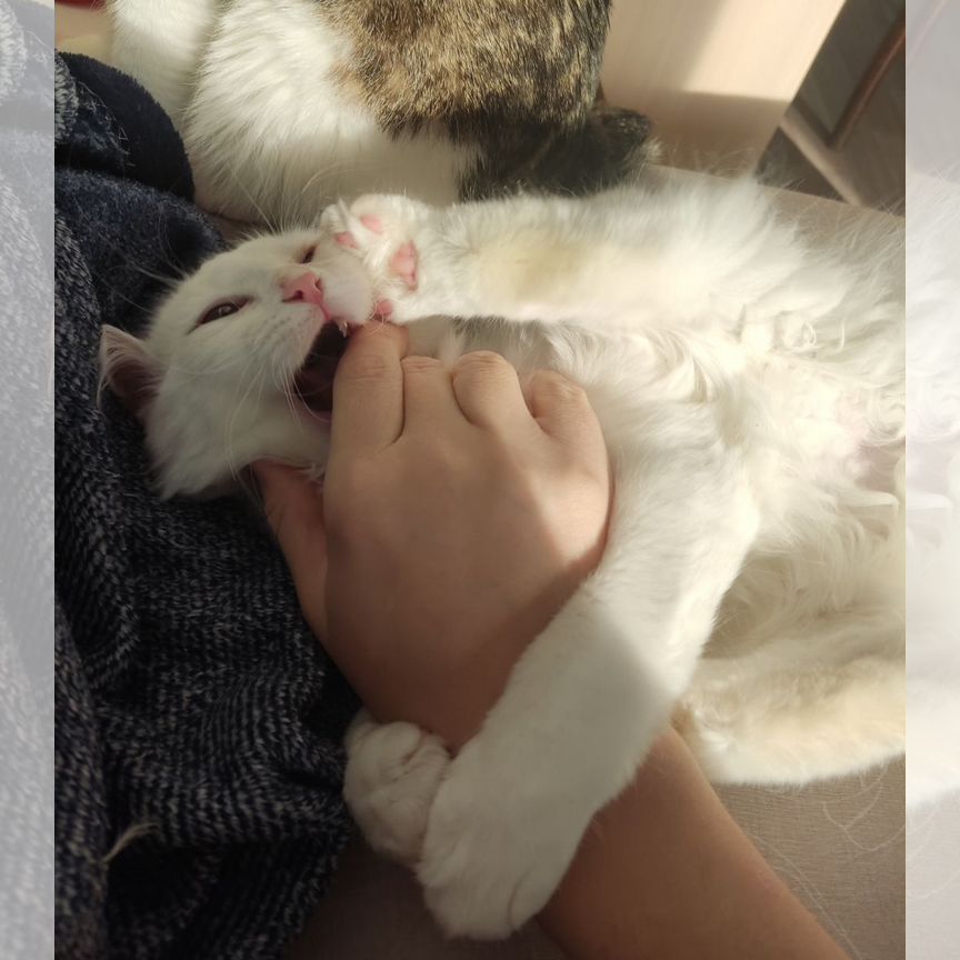 Котëнок в добрые руки