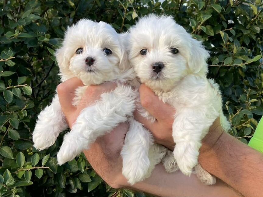 Белые пушистики f1 мальтипу