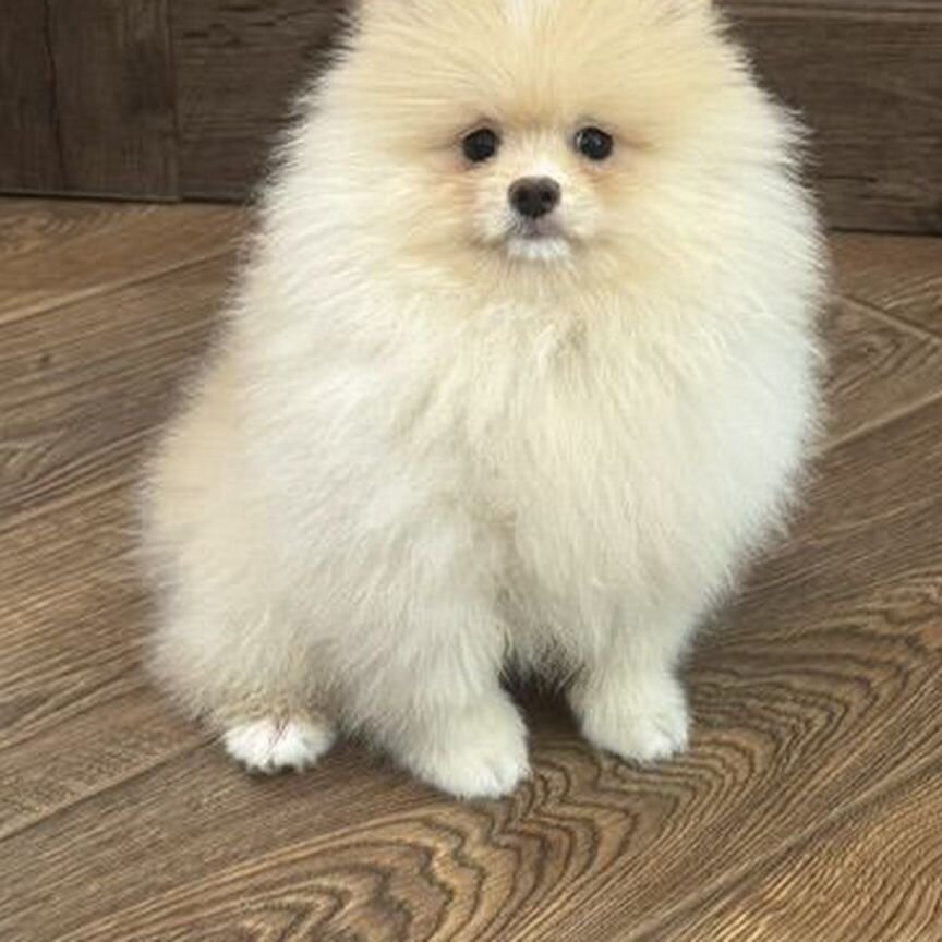 Померанский шпиц, щенок