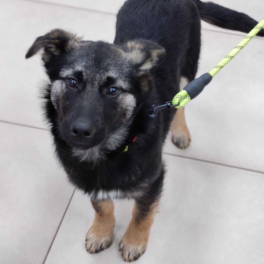 Щенок в добрые руки