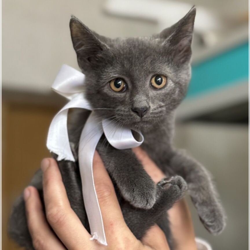 Красивый котёнок из приюта