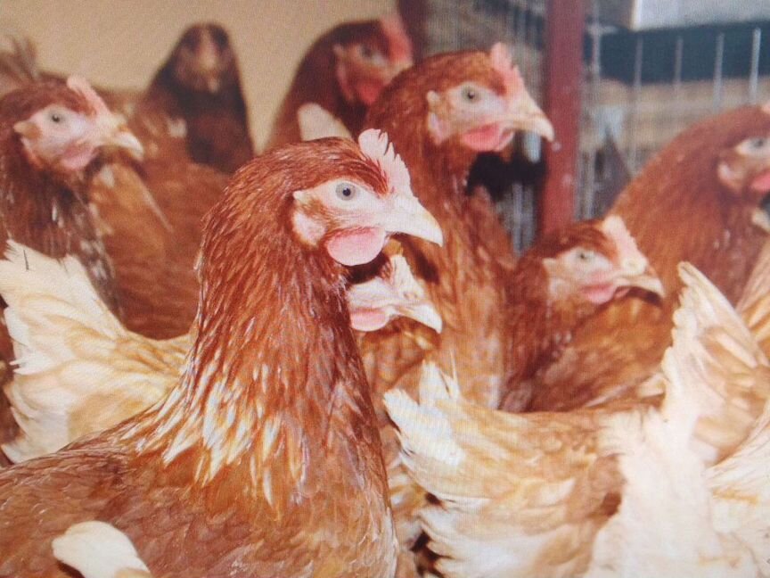 Продажа кур молодок