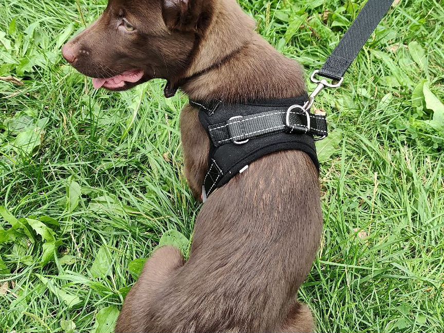 Отдам собаку в добрые руки лабрадор