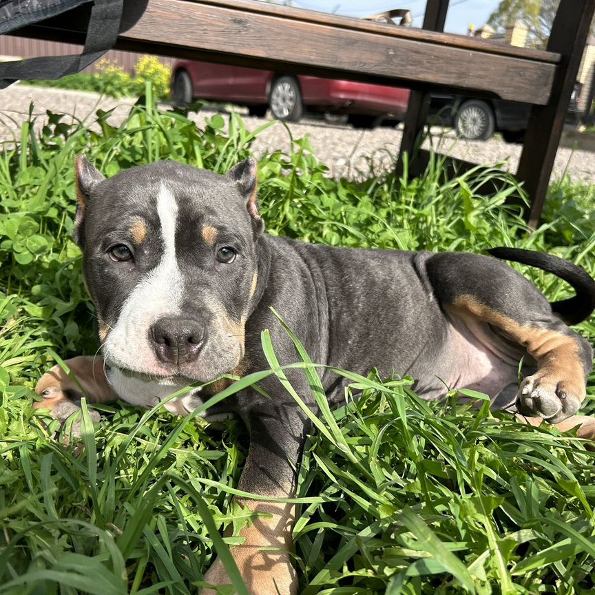 Американский булли