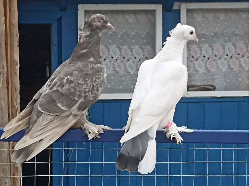 Ленинаканские голуби