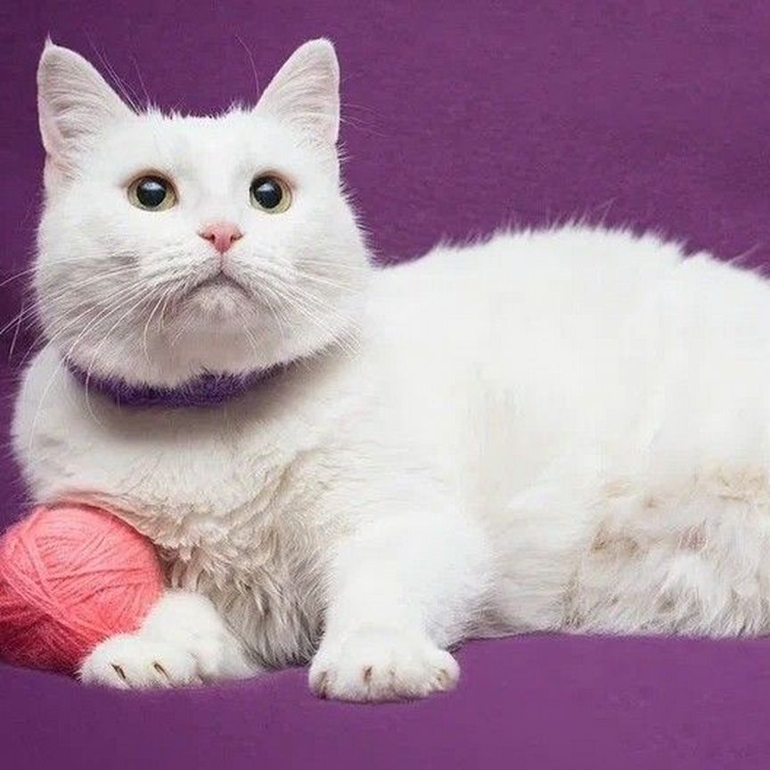 Белоснежная кошка Шанель в поисках дома