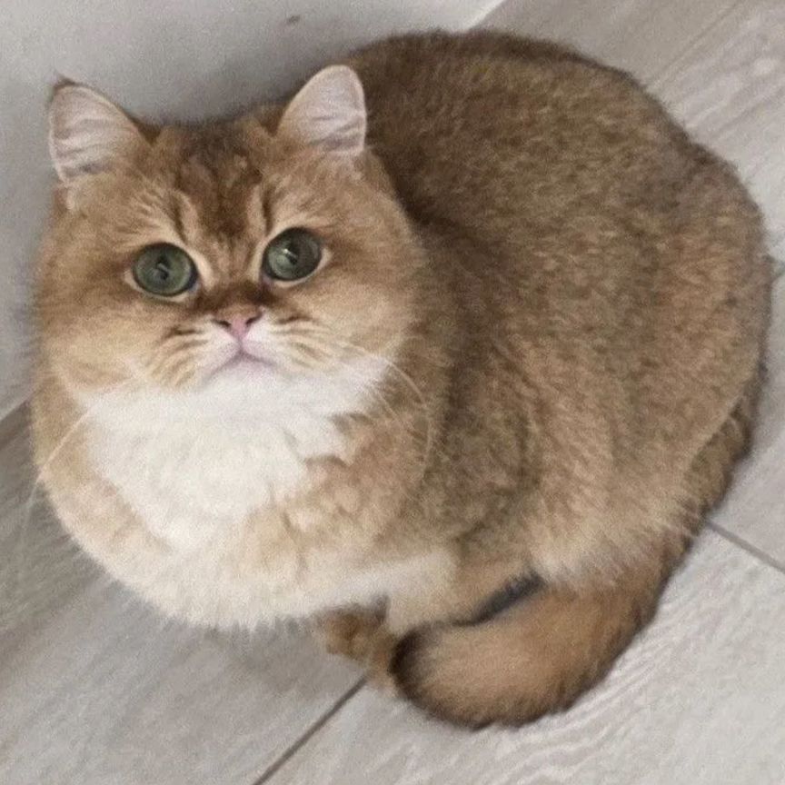 Британская короткошёрстная, взрослая кошка