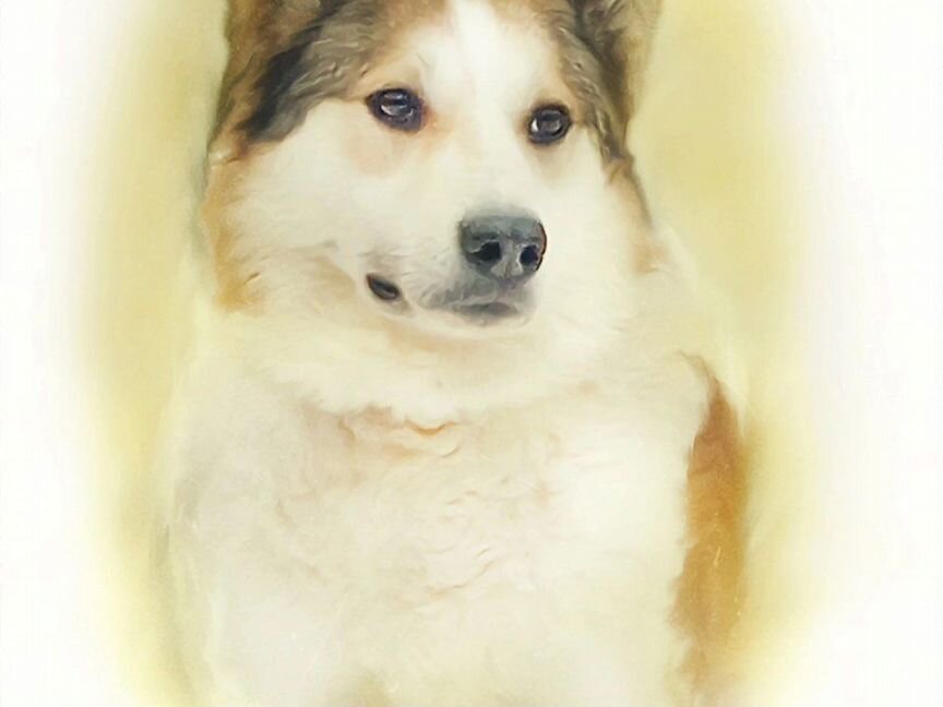 Собака в добрые руки