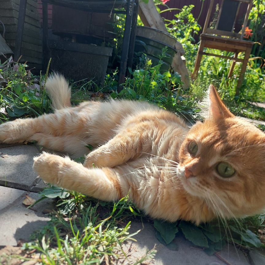 Рыжий котик в добрые руки