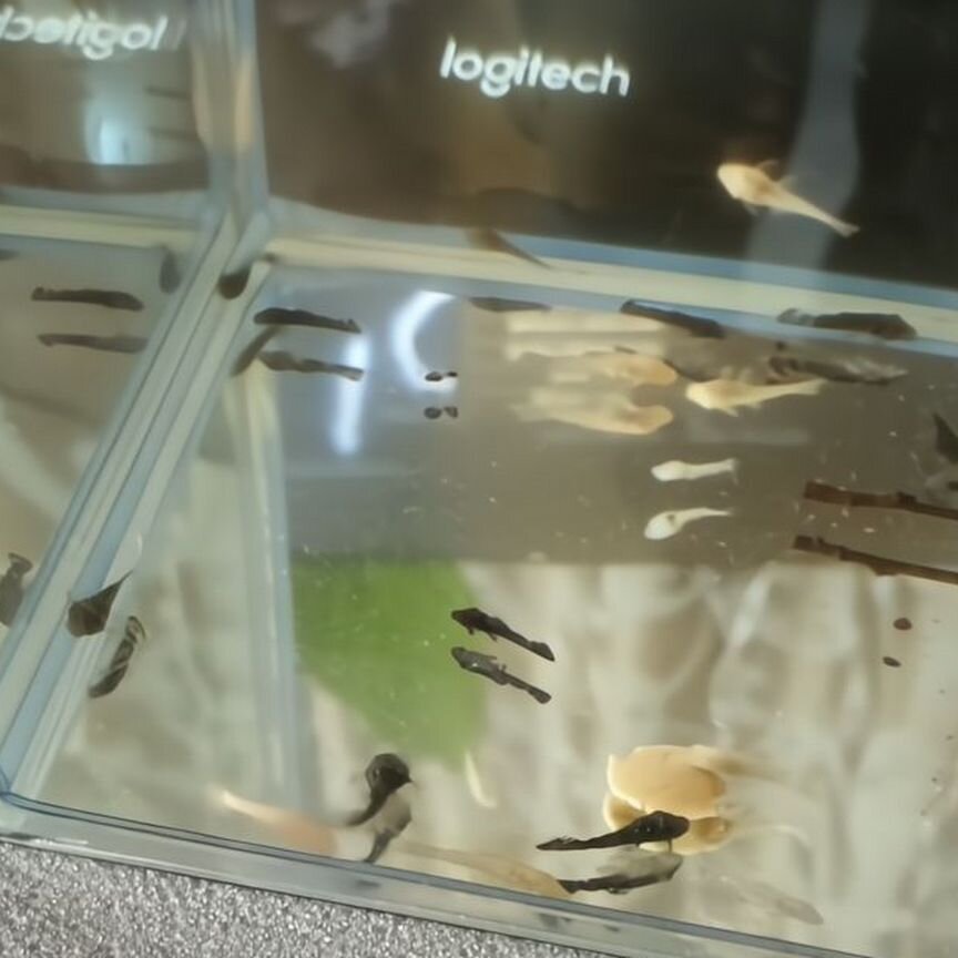 Малек сомика