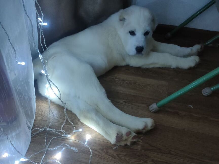 Щенки Алабая